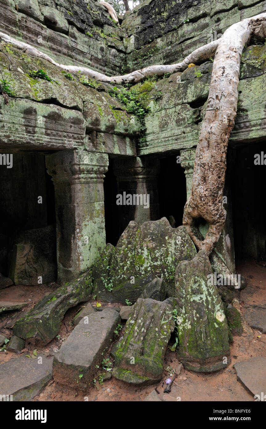 Kapok tree unesco hi-res stock photography and images - Alamy