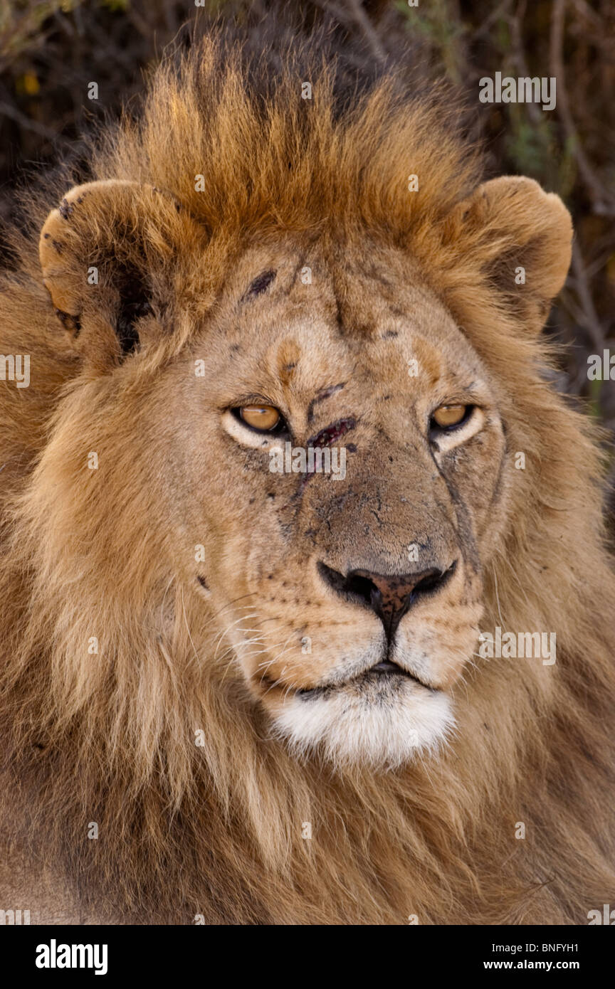 Male Lion Panthera leo with scratched face after fighting with a rival ...