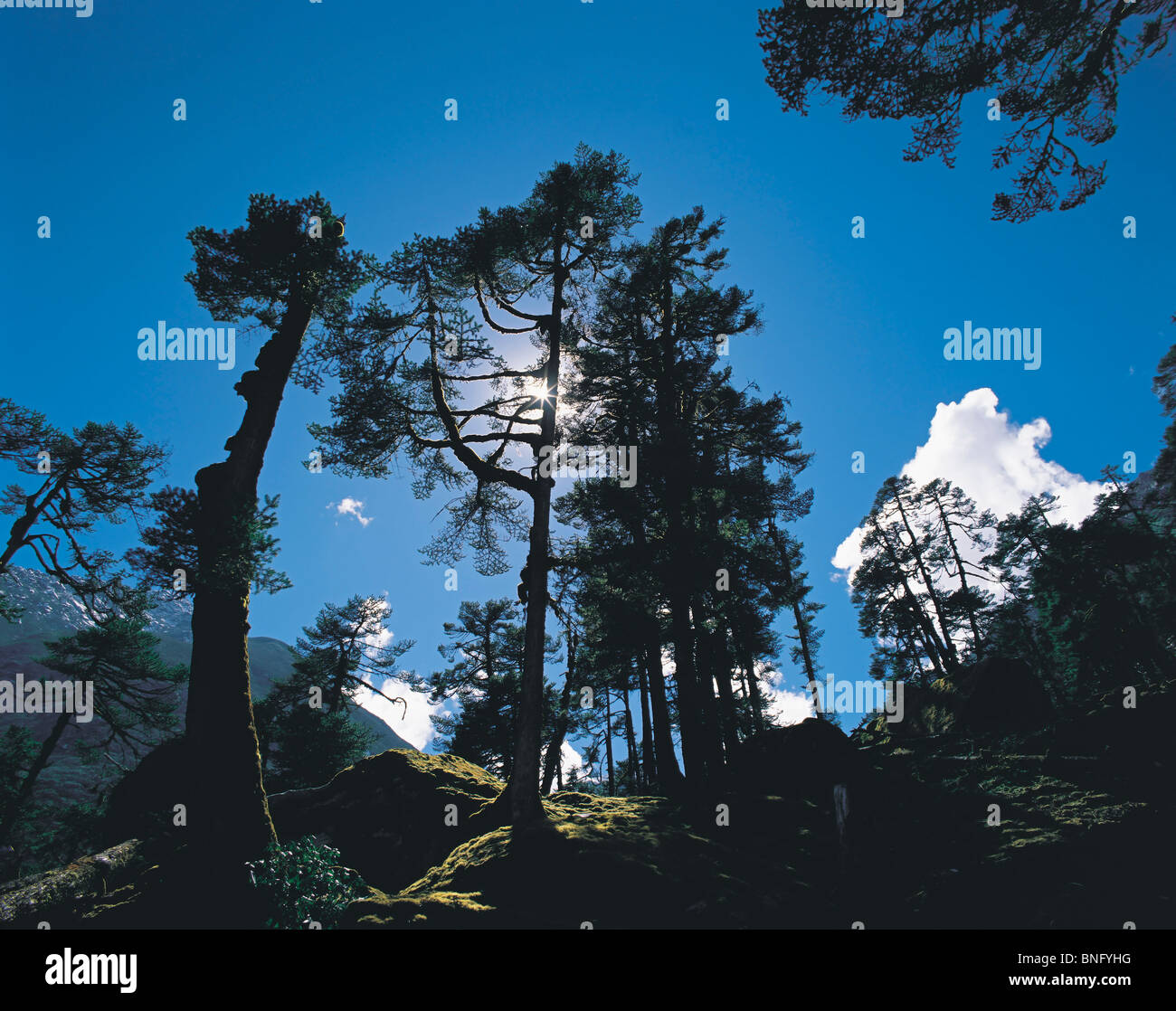 Nepal tree hi-res stock photography and images - Alamy