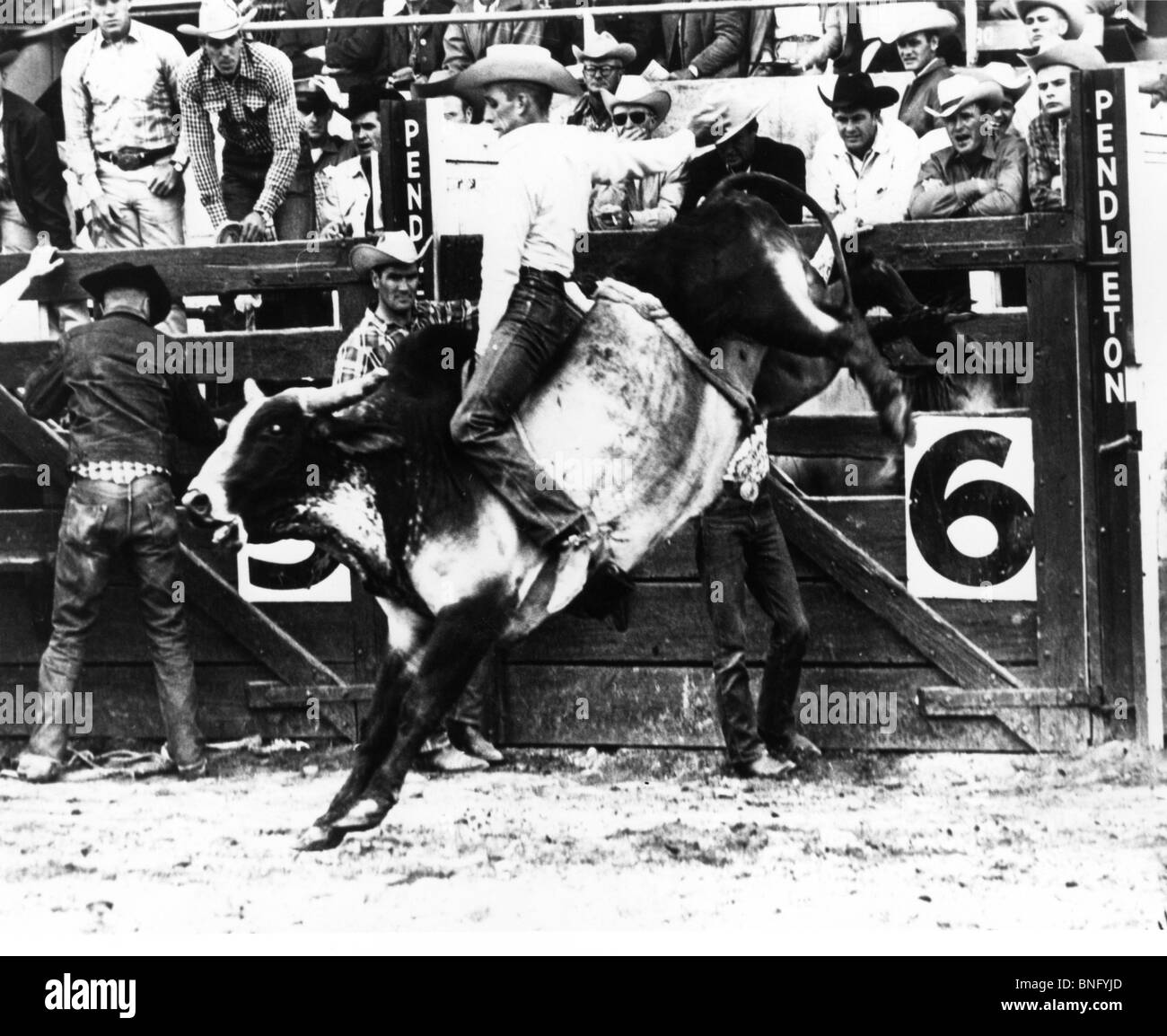 Rodeo bull Black and White Stock Photos & Images - Alamy