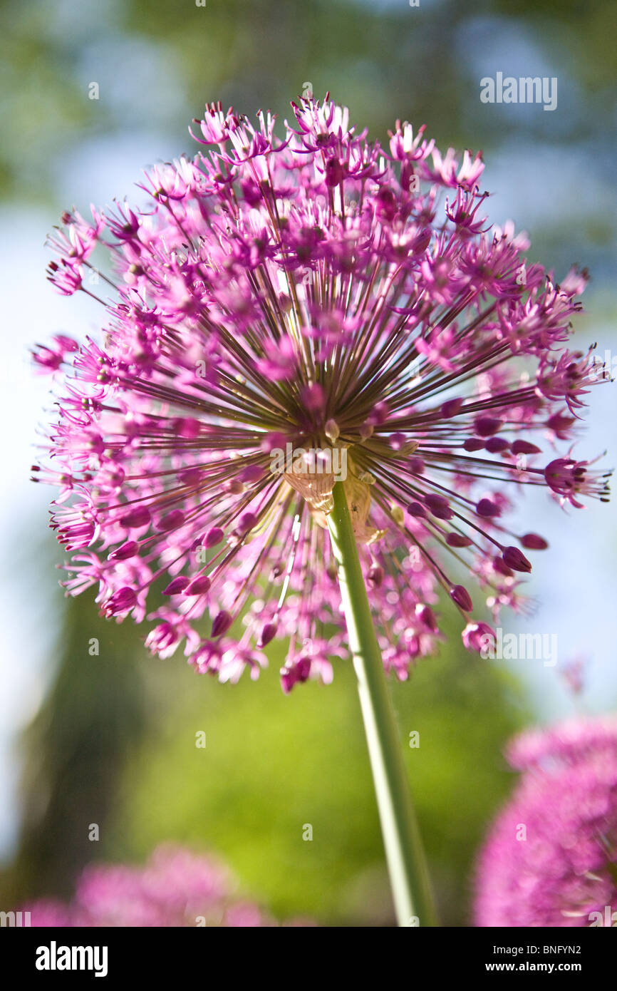 A pink allium flower head Stock Photo - Alamy