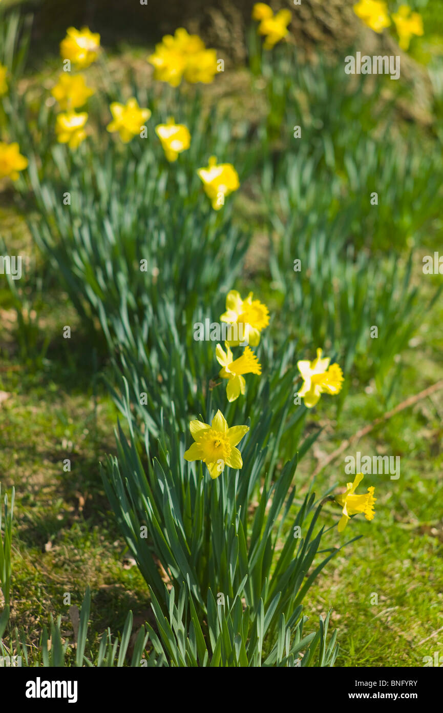 Yellow daffodil wild flowers growing wild in the countryside Stock ...