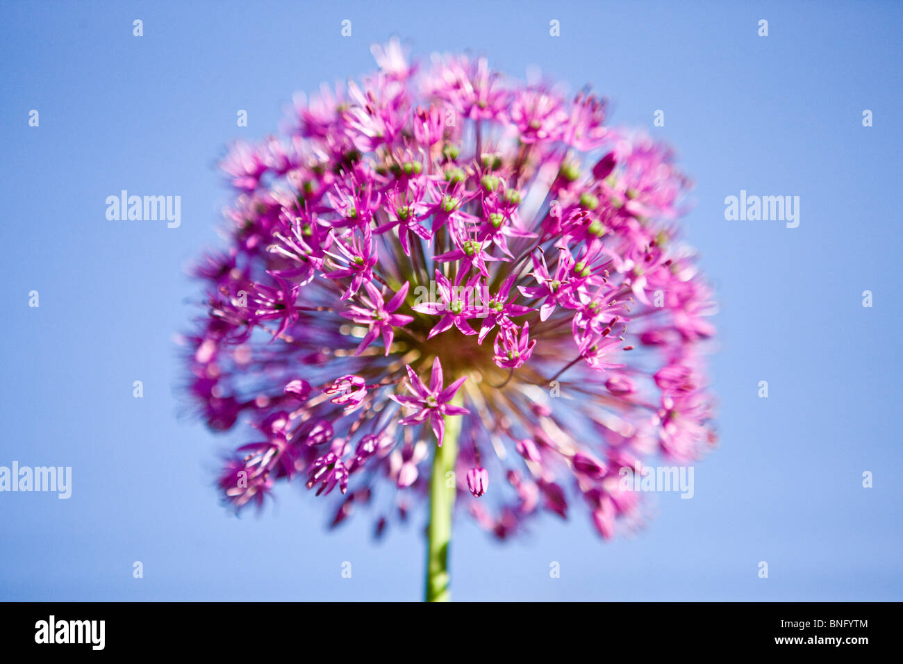 A pink allium flower head against blue sky Stock Photo - Alamy