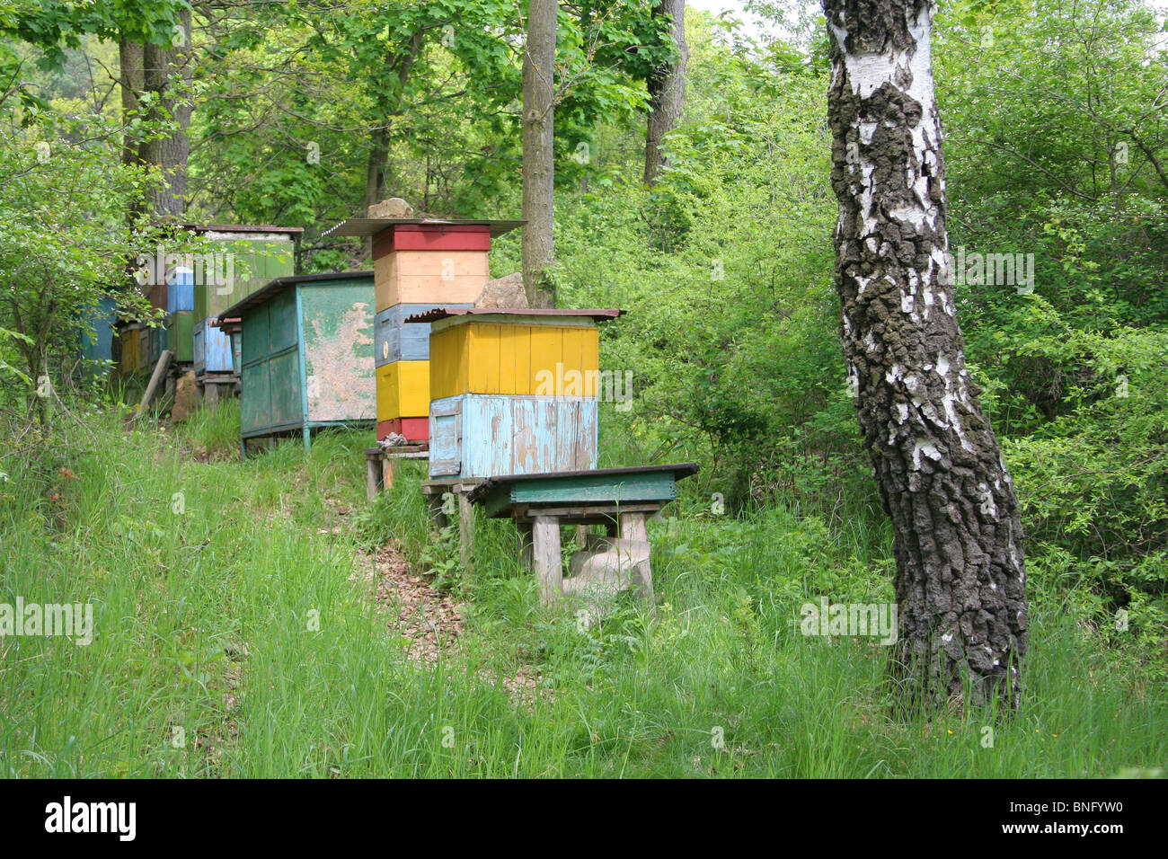 Bee hive in a forest Stock Photo - Alamy