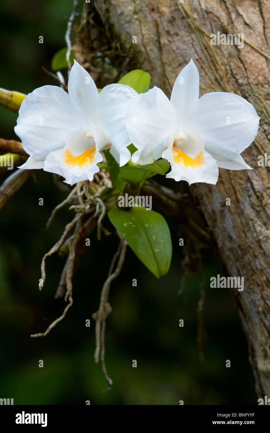 FUNNEL LIP ORCHID (Dendrobium infundibulum) growing on tree in ...