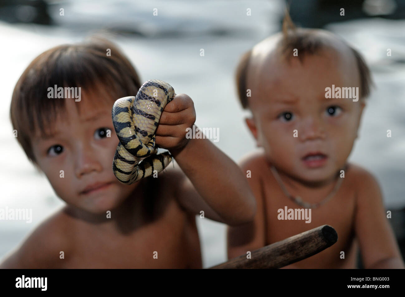 Snakes Of Cambodia High Resolution Stock Photography and Images - Alamy