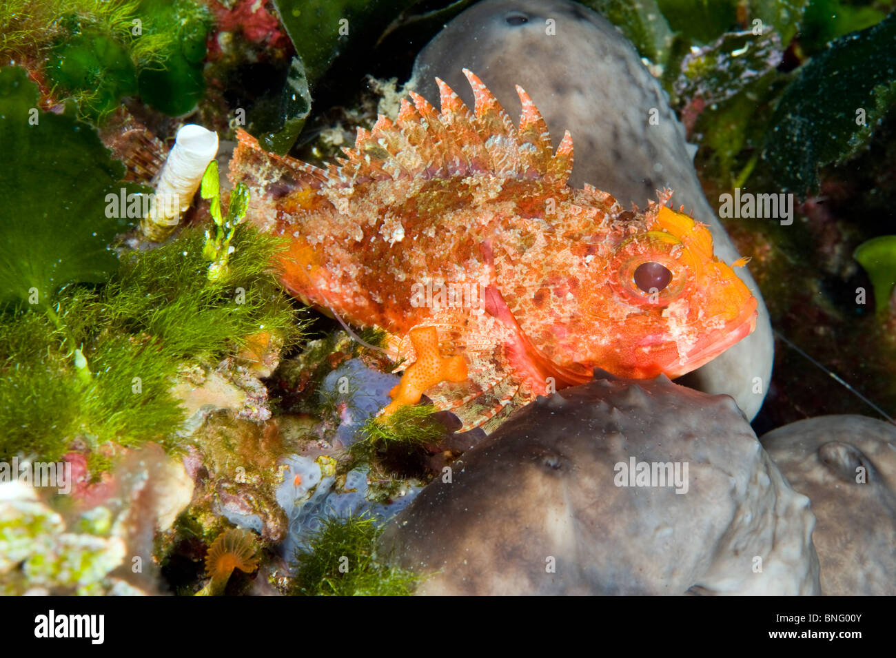 Scorpion fish, Korcula Island, Croatia, Mediterranean Stock Photo - Alamy