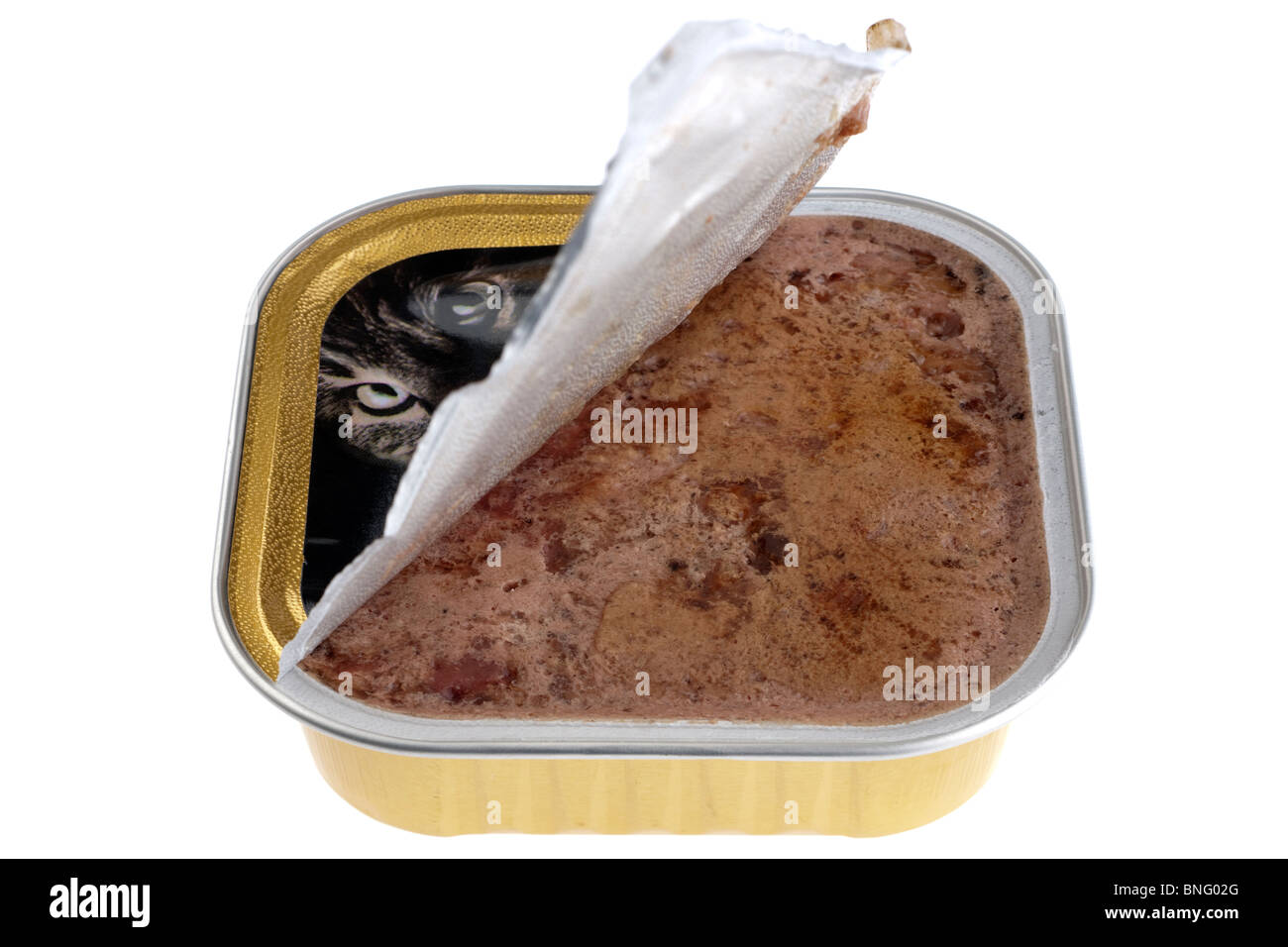 Cat Meat In Chinese Food