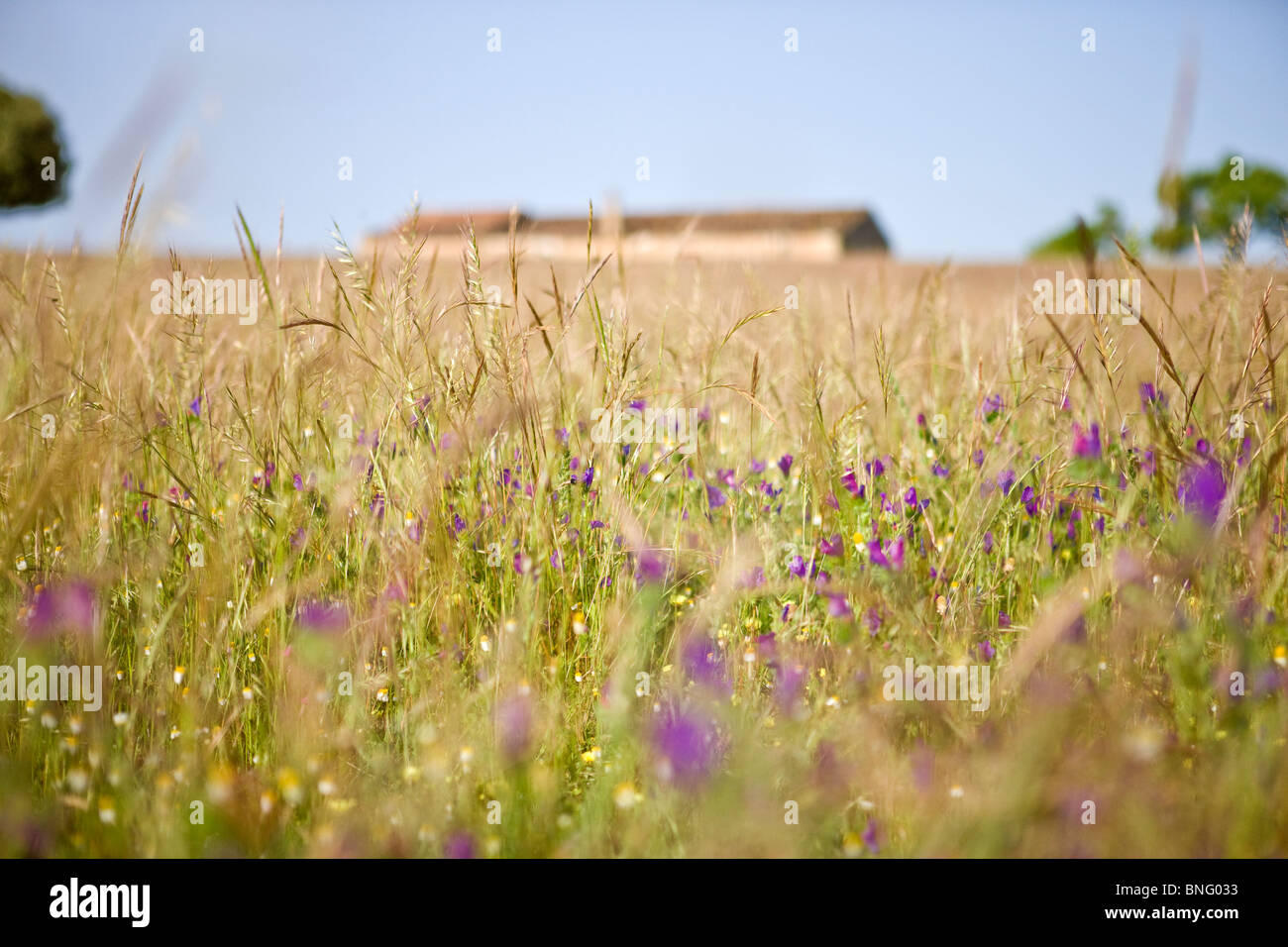 Wildflower field house hi-res stock photography and images - Alamy