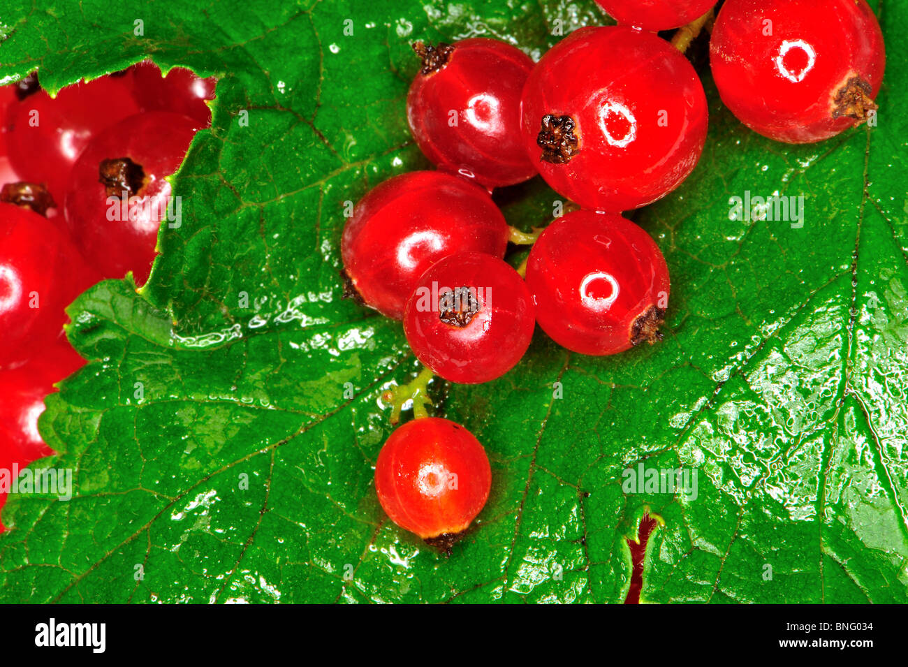 Red currants, food, natural, fresh, no chemical additives, no gmo ...