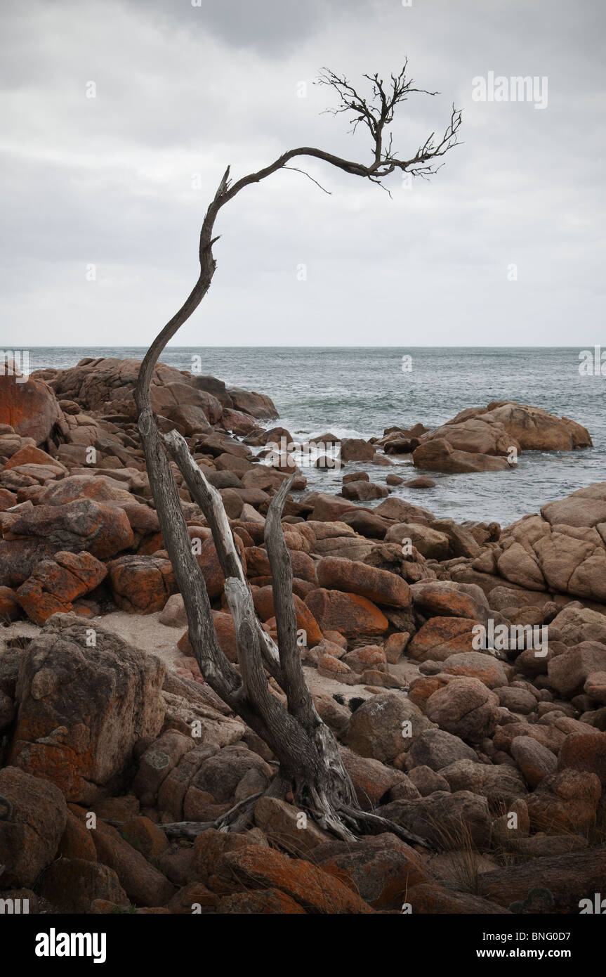 Tree of death hi-res stock photography and images - Alamy