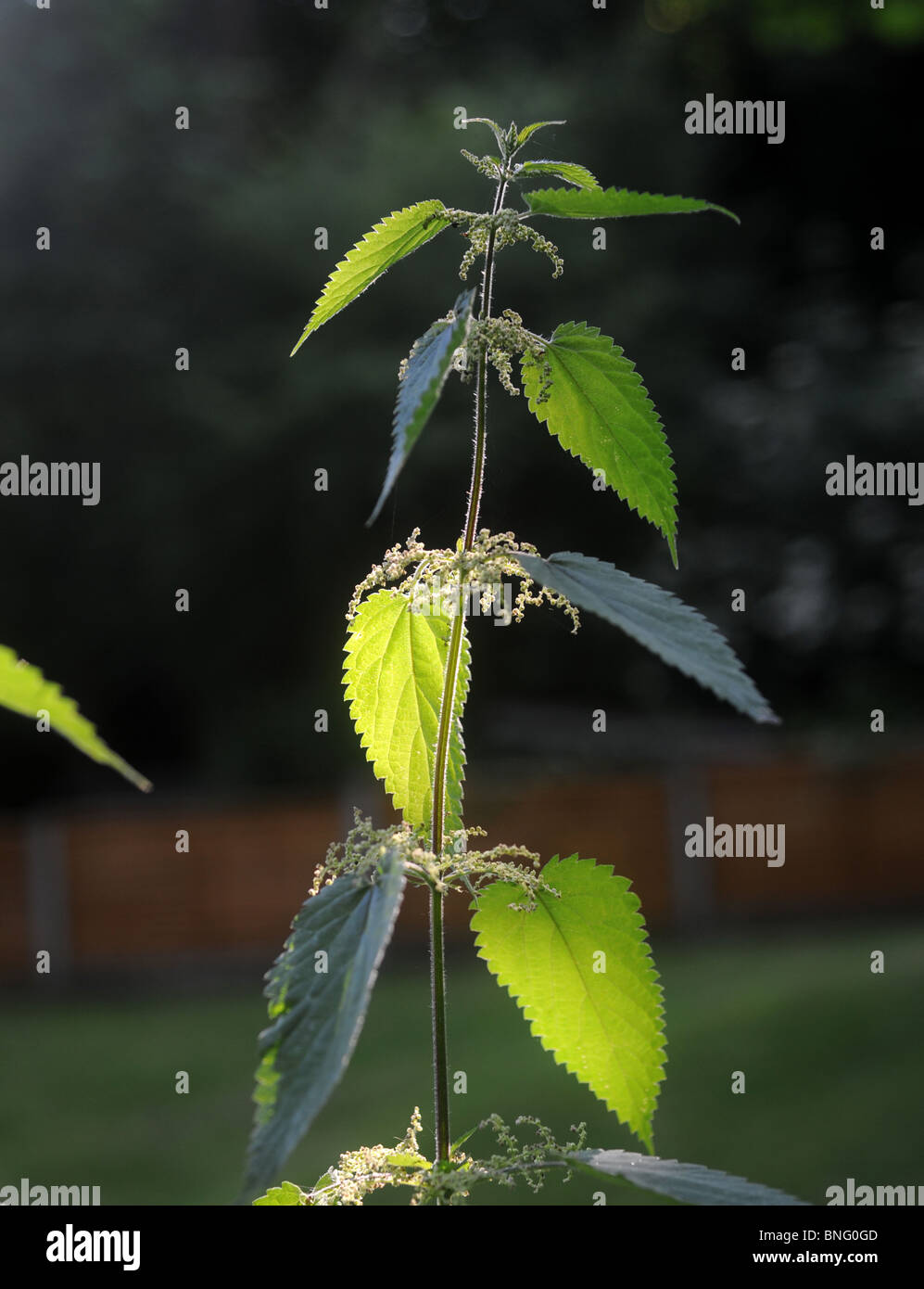 Common weeds uk hi-res stock photography and images - Alamy