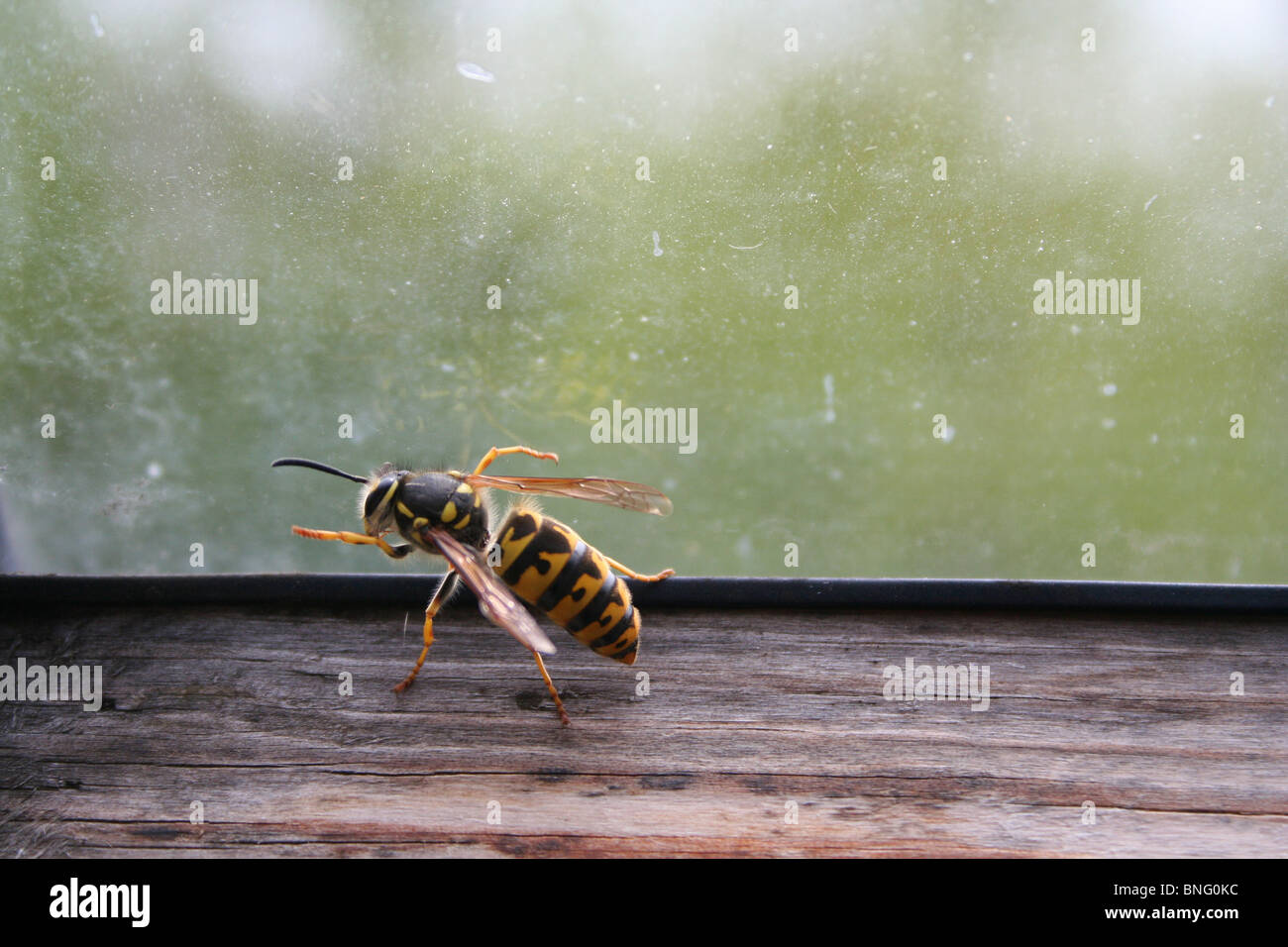 Vespine wasp hi-res stock photography and images - Alamy