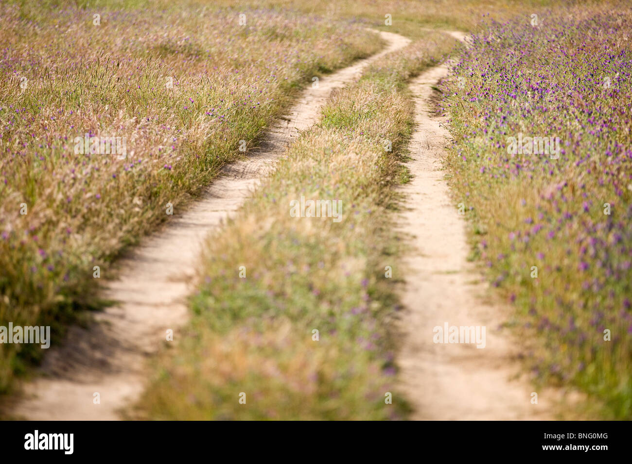 A track through a wildflower meadow in summer Stock Photo - Alamy
