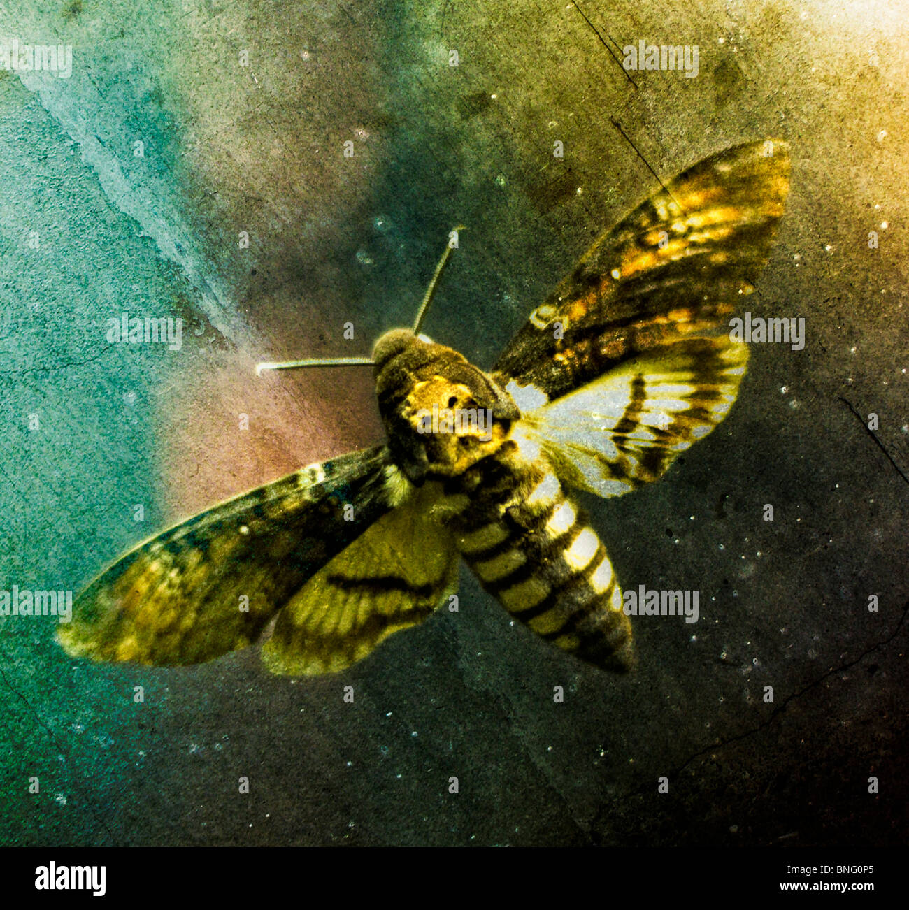 Creative image of a mounted moth Stock Photo - Alamy