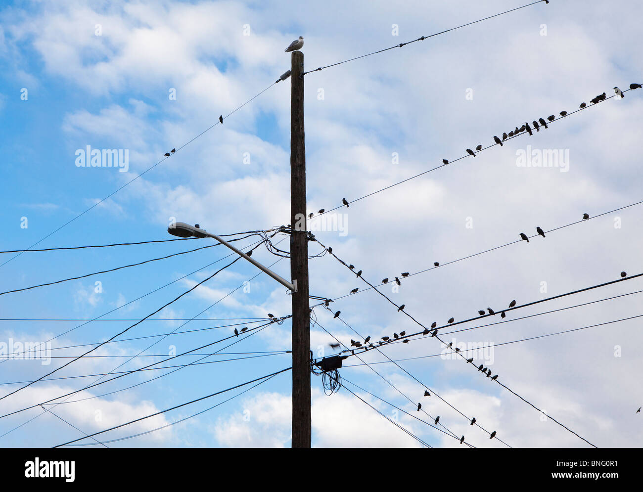 Low angle view of seagulls perching on a power line, Seattle ...