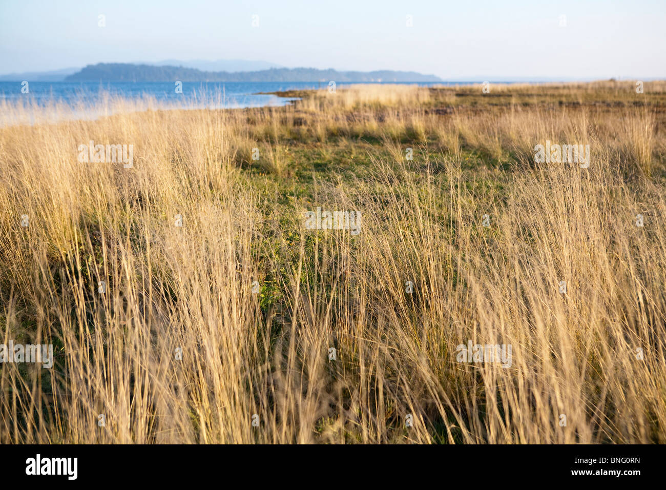 Tall grass and salt marsh near the bay, Willapa Bay, Long Beach ...