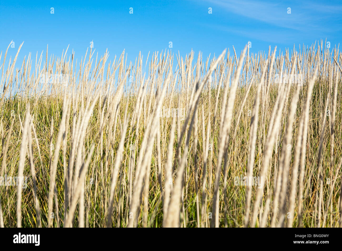 Sea grass on the beach, Long Beach Peninsula, Washington State, USA ...