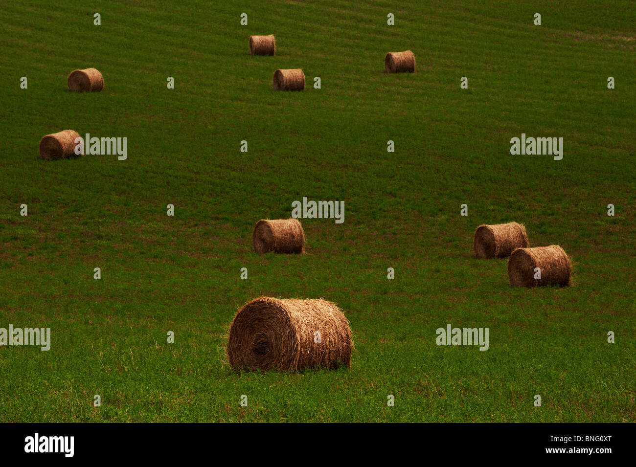 Hay field hi-res stock photography and images - Alamy