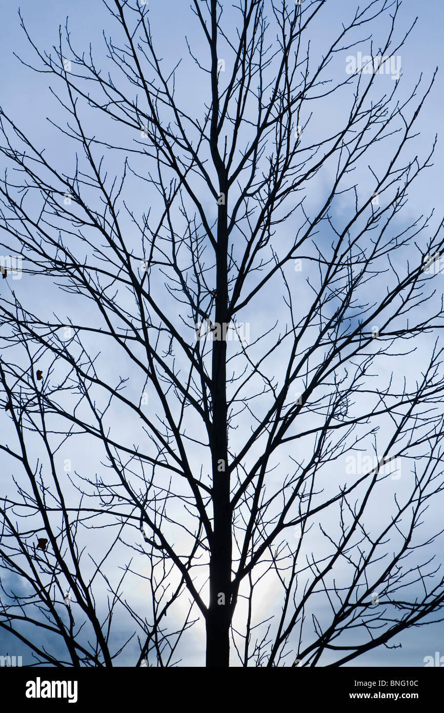 Bare Maple Tree Silhouette