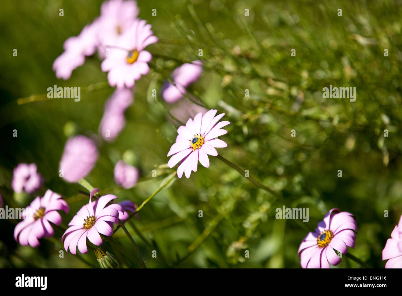 Pale purple daisies hi-res stock photography and images - Alamy