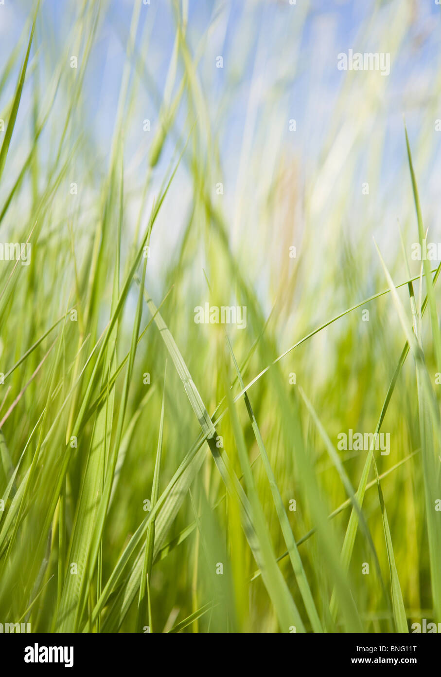 Field of green wheat grass, Palouse, Washington State, USA Stock Photo ...
