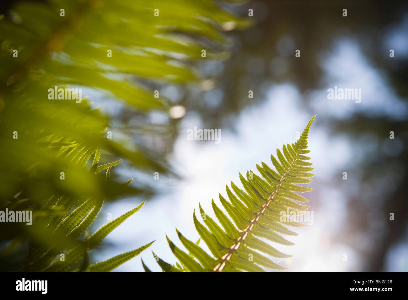Close-up of sword fern, Olympic National Park, Washington State, USA ...