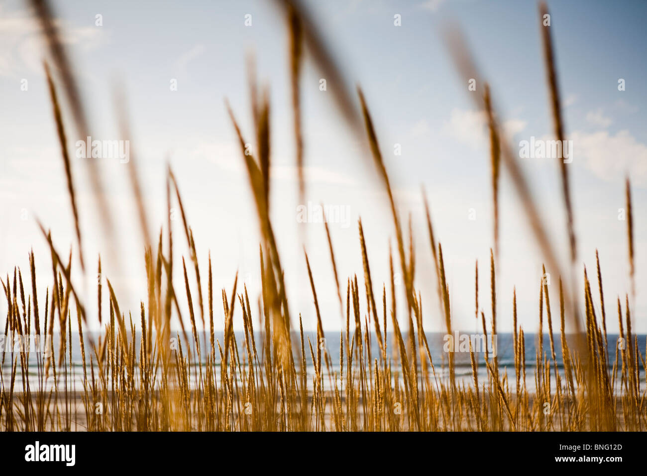 Sea grass on the beach, Long Beach Peninsula, Washington State, USA ...