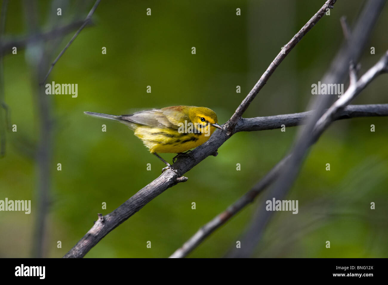 Adult Male Prairie Warbler Perched on a Branch Stock Photo - Alamy