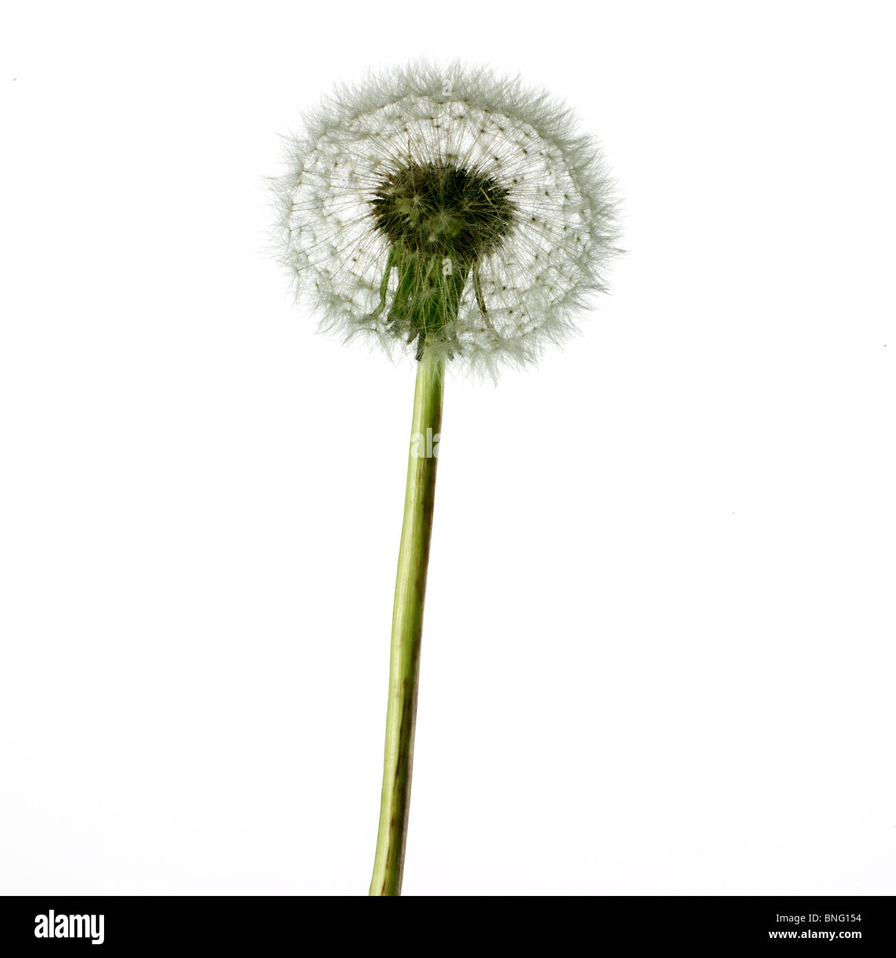 Dandelion clock Cut Out Stock Images & Pictures - Alamy