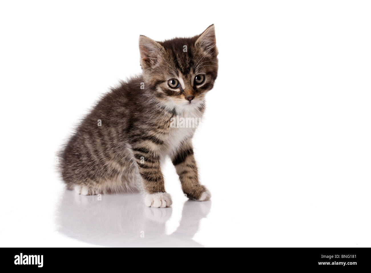 little kitten on white background Stock Photo - Alamy