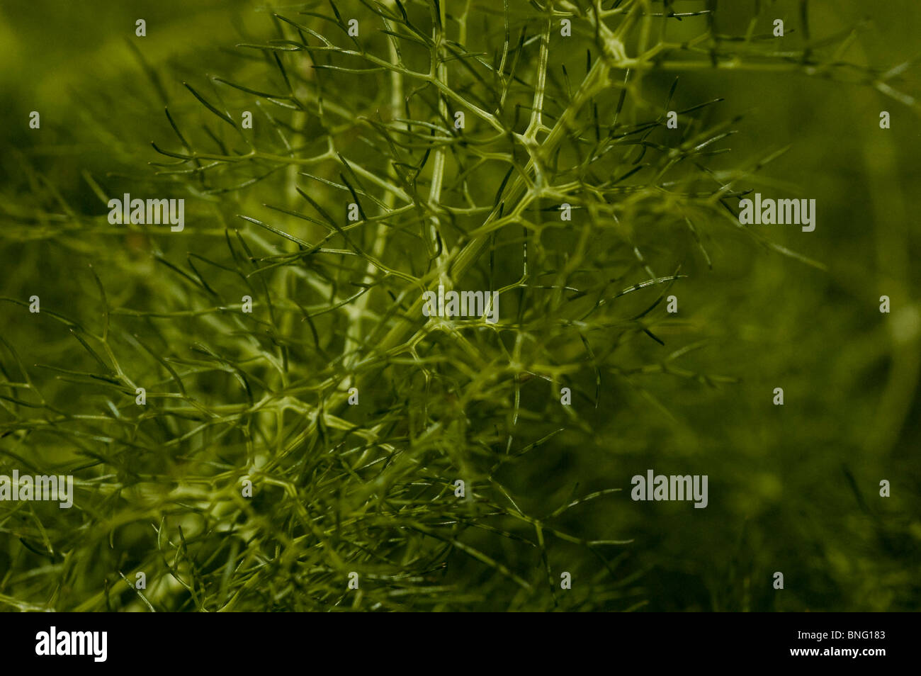 Close-up of Licorice (Glycyrrhiza glabra) plant Stock Photo - Alamy
