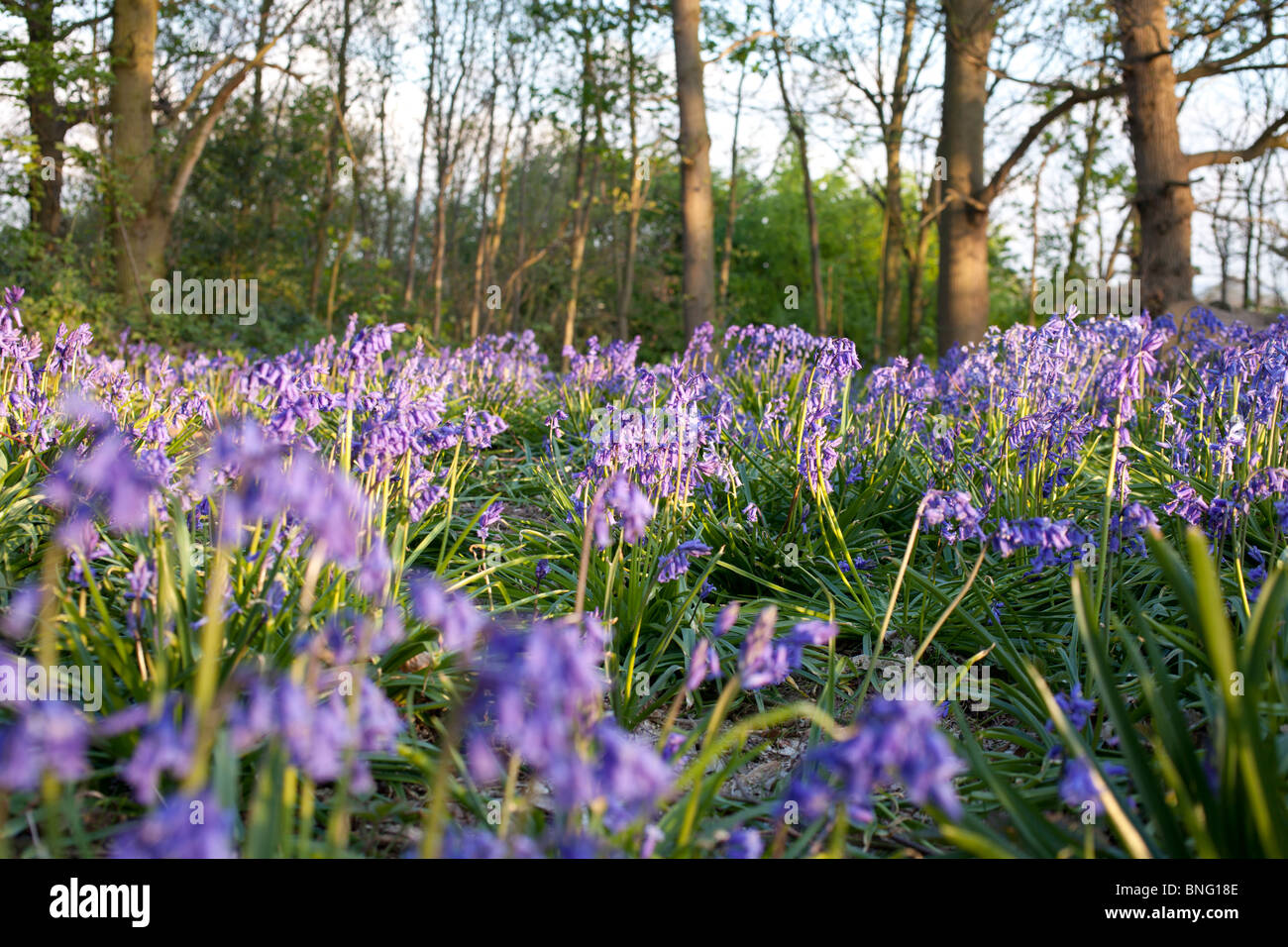 Bluebells in the woods in South East England Stock Photo - Alamy