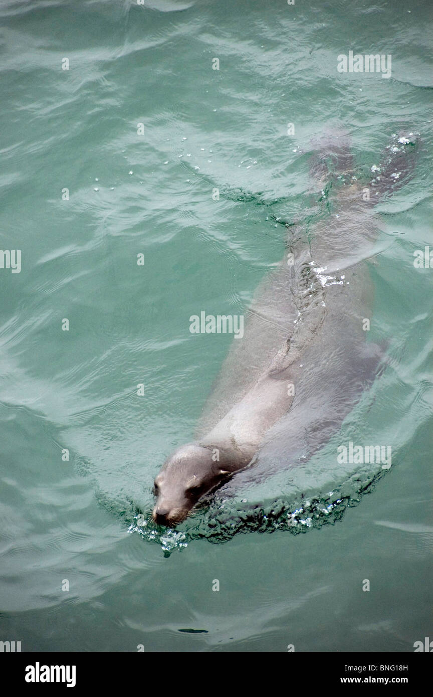 Seal swimming in the sea Stock Photo - Alamy