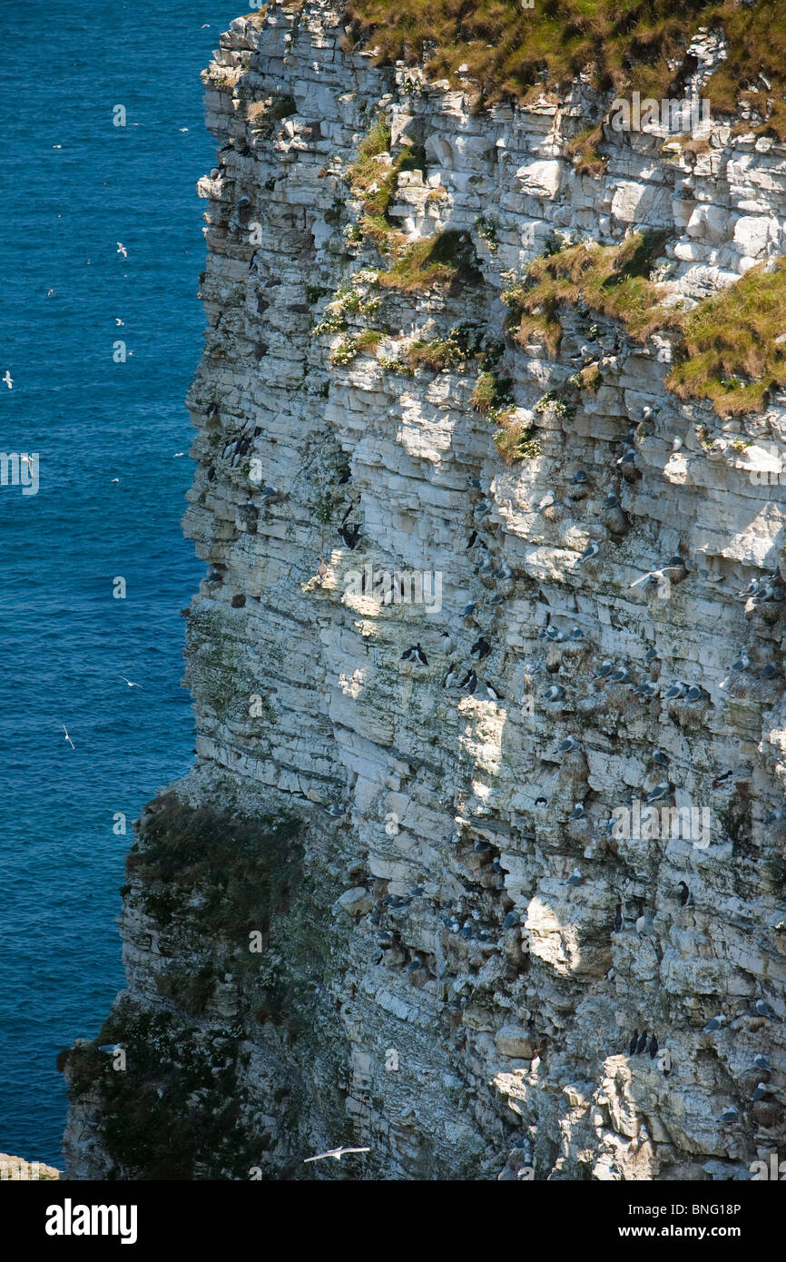 Wild sea birds including gulls, Razorbills and puffins flying at the ...