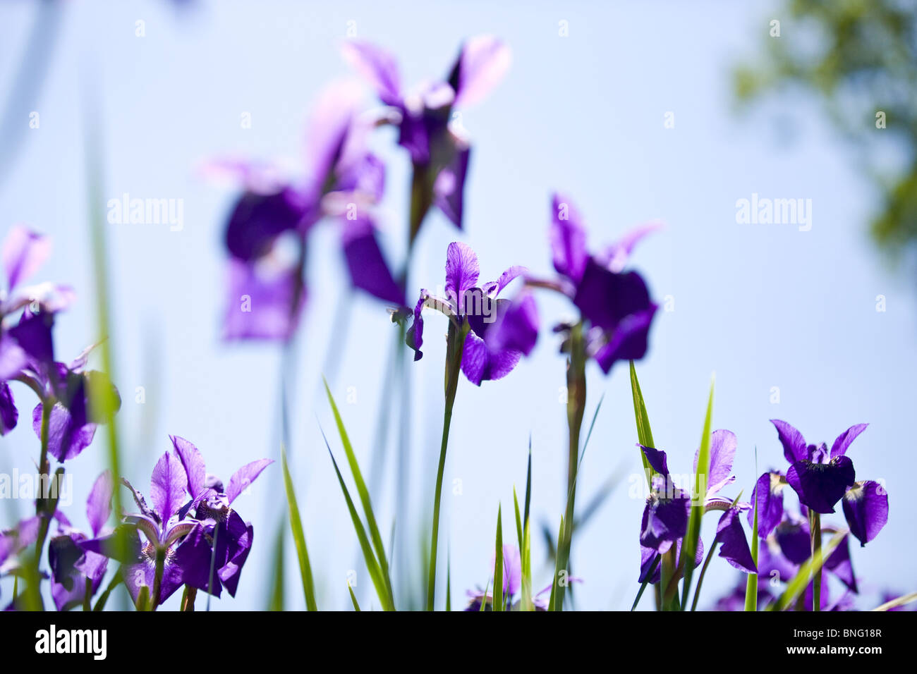 Purple iris flowers against blue sky Stock Photo - Alamy