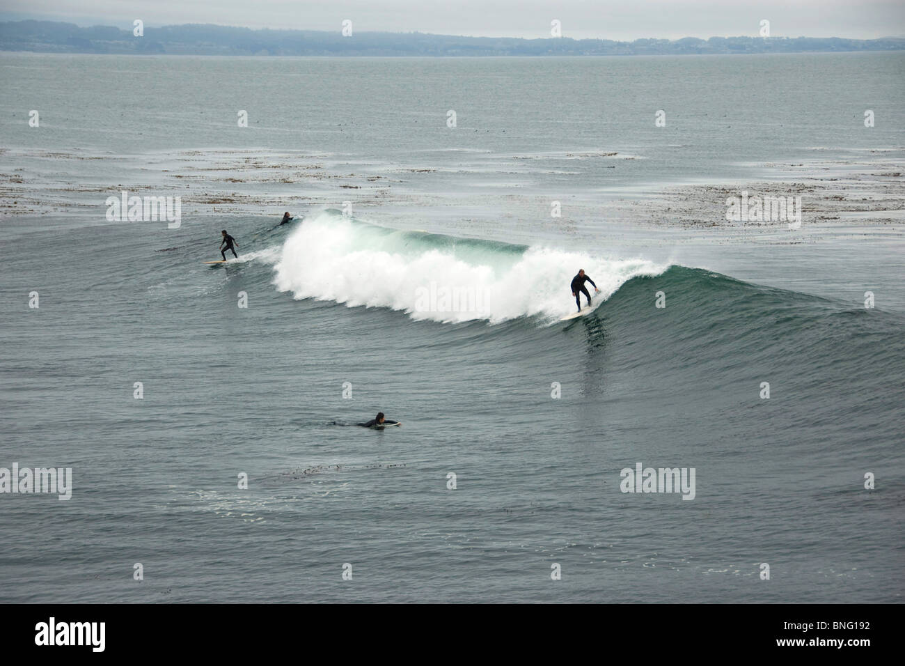 Four people surfing in an ocean, Steamer Lane, Santa Cruz, California ...