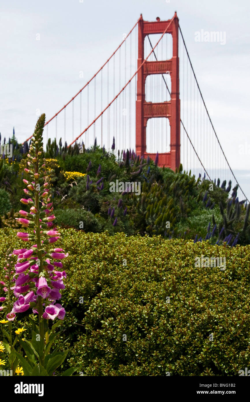 Low angle view of a suspension bridge, Golden Gate Bridge, San ...