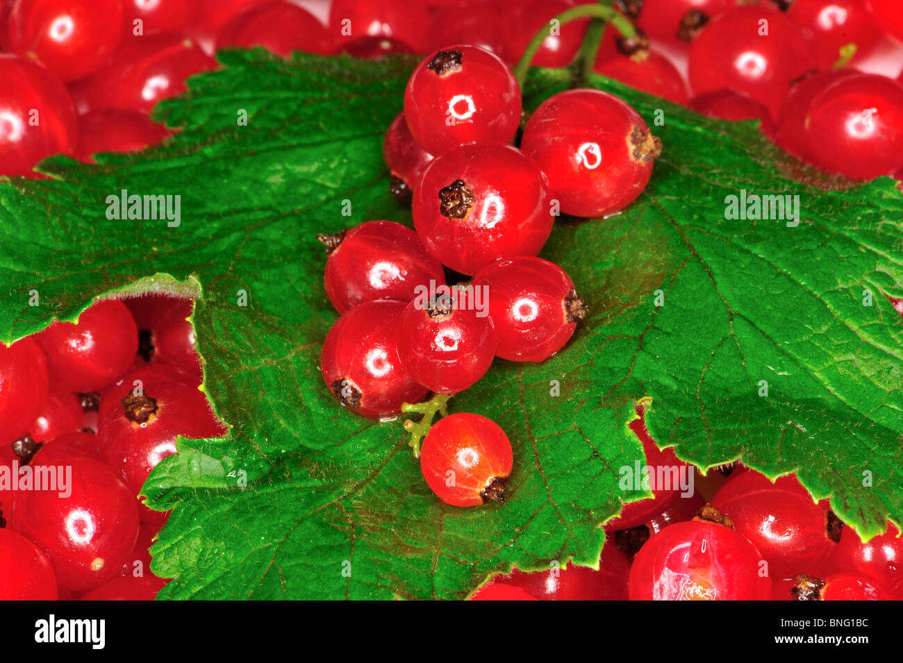 Red currants, food, natural, fresh, no chemical additives, no gmo ...