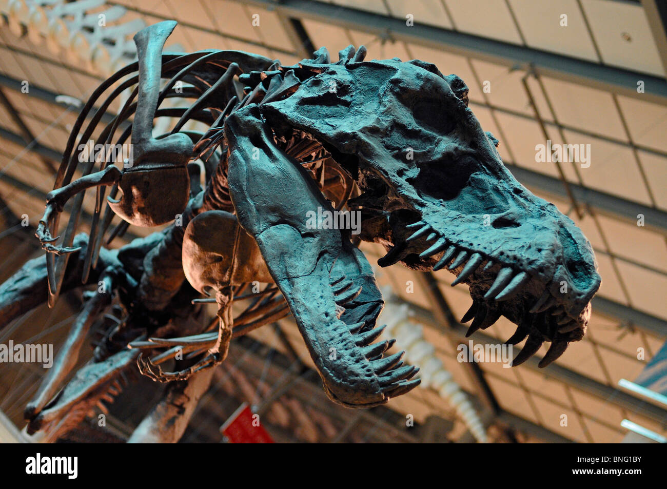 Austroraptor Skeleton