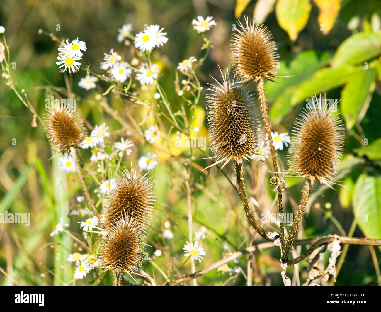 Various wild plants in nature with first sight on thistle Stock Photo ...