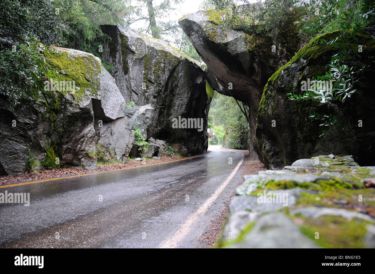 Road passing through a forest, California, USA Stock Photo - Alamy