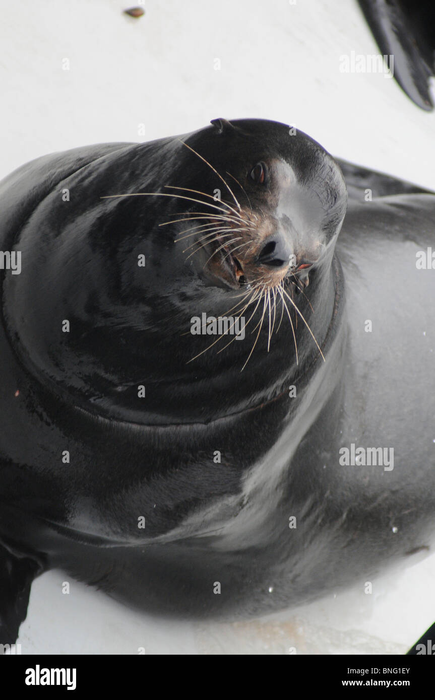 Close-up of a seal Stock Photo - Alamy