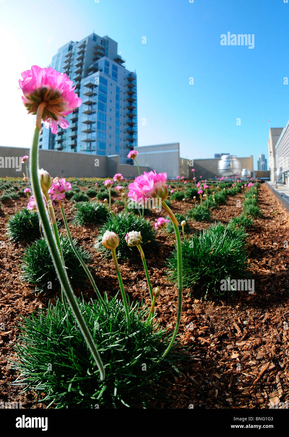 Close-up of flowers on the roof of a building with skyscrapers in the ...