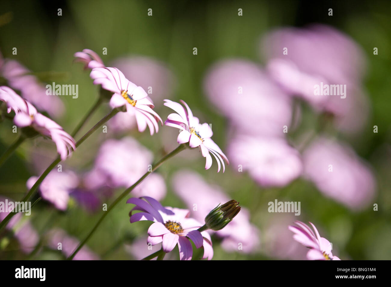 Mauve daisies hi-res stock photography and images - Alamy