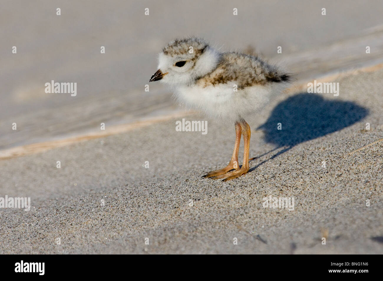 Piping Plover Chick Standing on the Beach Stock Photo - Alamy