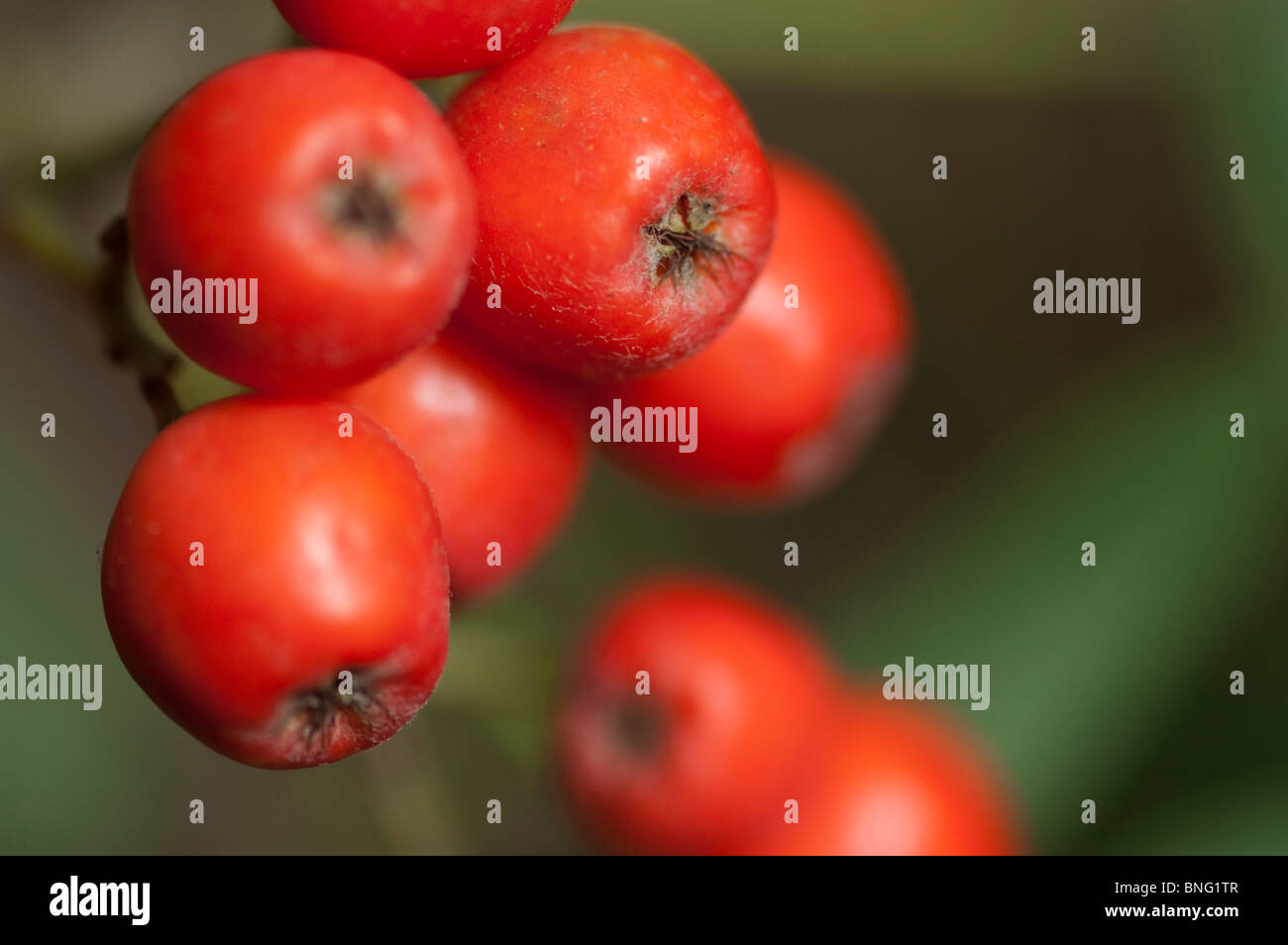 Ripe Rowan berries Stock Photo - Alamy