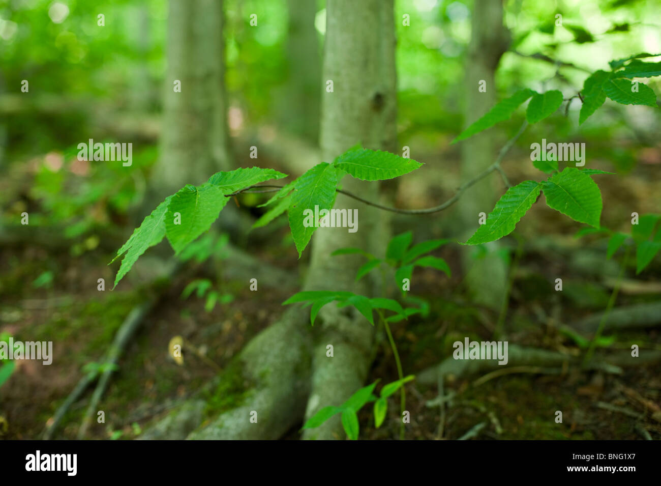 A grove of young beech thrive in an Ontario Carolinian woodland near ...