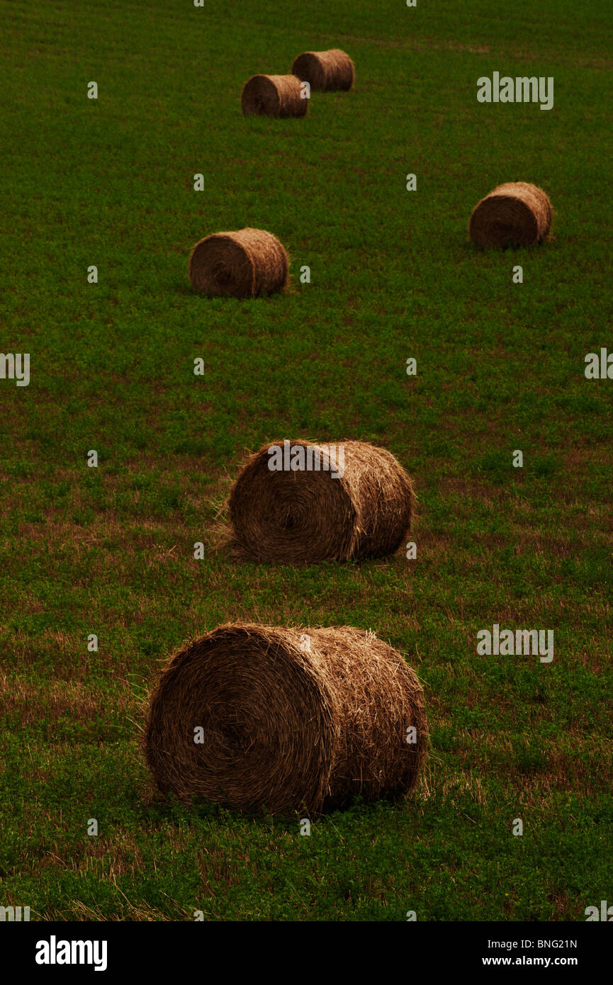 Round bales of hay are already golden against a green hay field in June ...