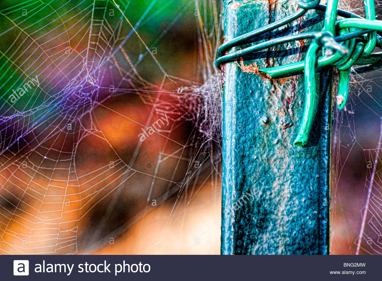 Cobweb Stock Photos & Cobweb Stock Images - Alamy